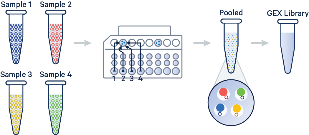 Universal 3' and 5' Multiplex Gene Expression, V(D)J, & Feature Barcode Analysis with Cell ...